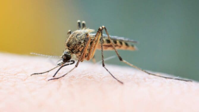 Pourquoi les moustiques piquent-ils ? - Docteur Valnet